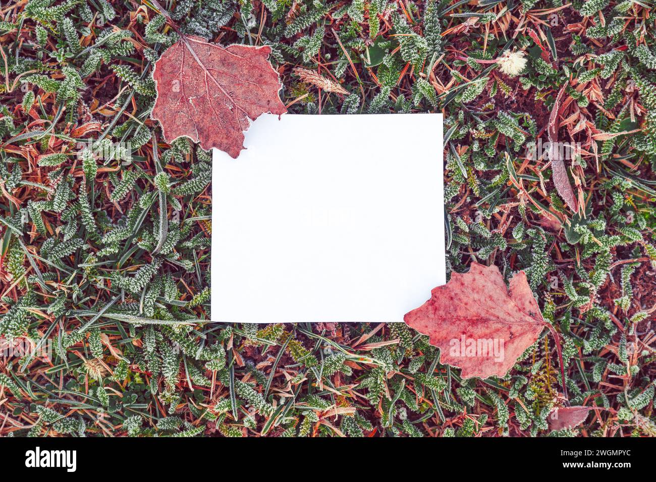 Blank message note paper on cold frosty ground covered with dry grass ...