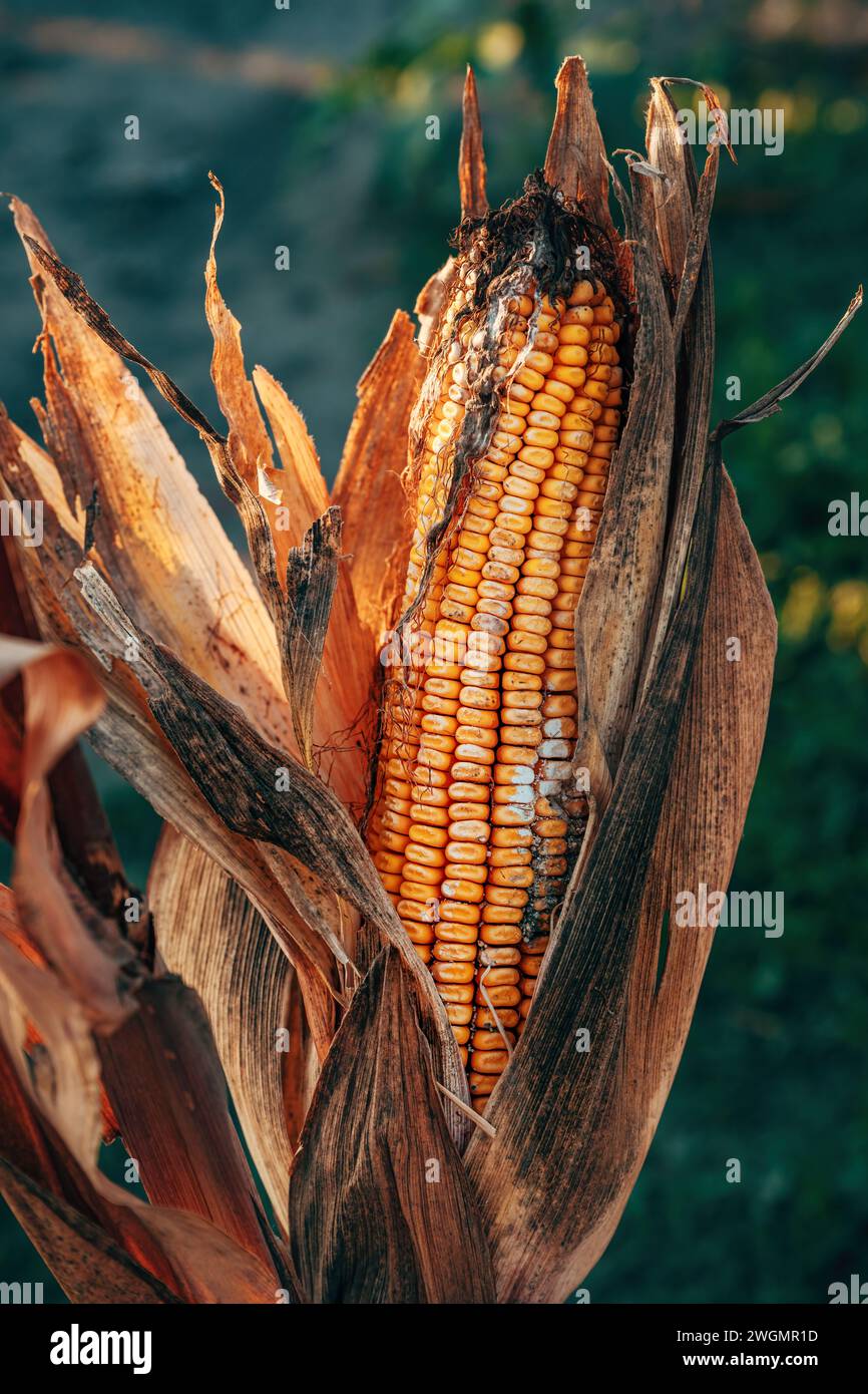 Corn ear with fungal disease, agriculture and farming, selective focus ...