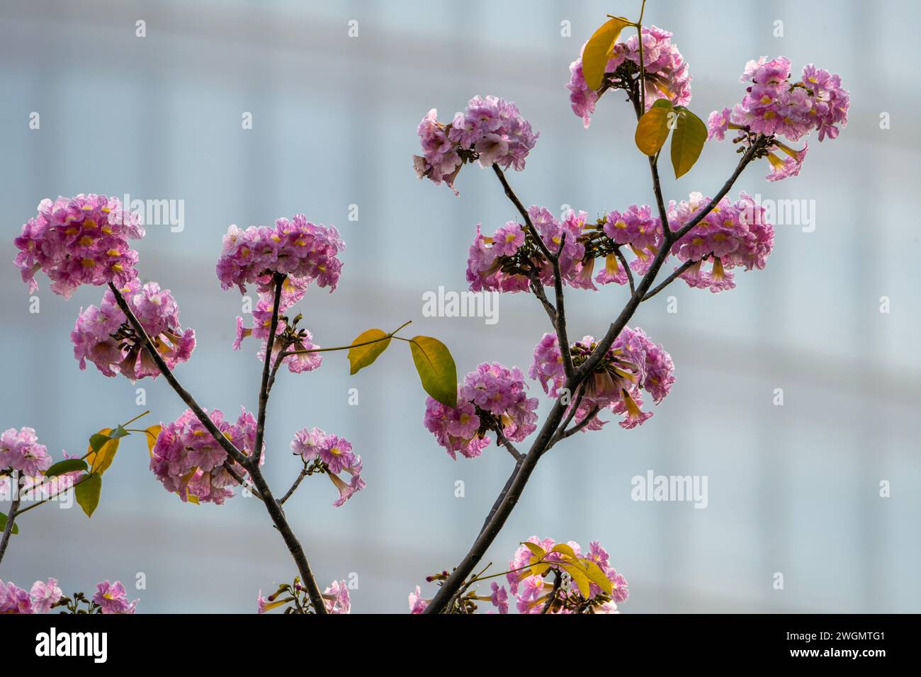 Pink lilies, a typical flower of Ho Chi Minh City, Vietnam Stock Photo ...