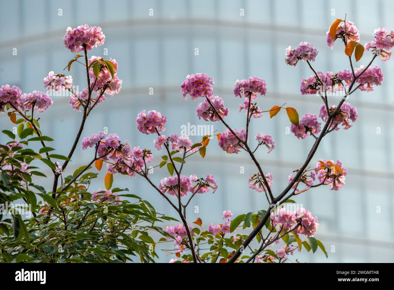 Pink lilies, a typical flower of Ho Chi Minh City, Vietnam Stock Photo ...