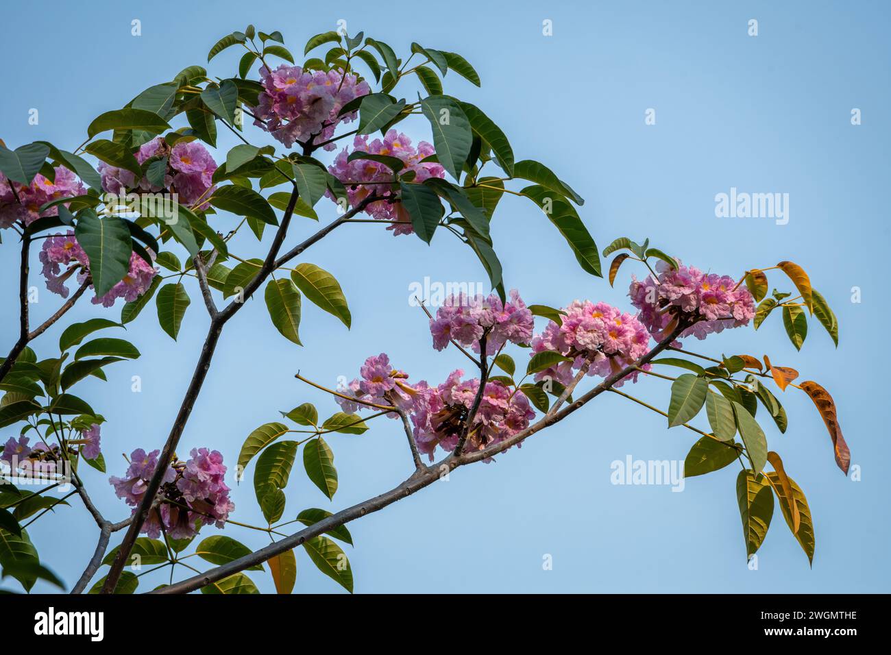Pink lilies, a typical flower of Ho Chi Minh City, Vietnam Stock Photo ...