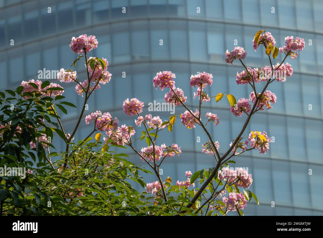 Pink lilies, a typical flower of Ho Chi Minh City, Vietnam Stock Photo ...