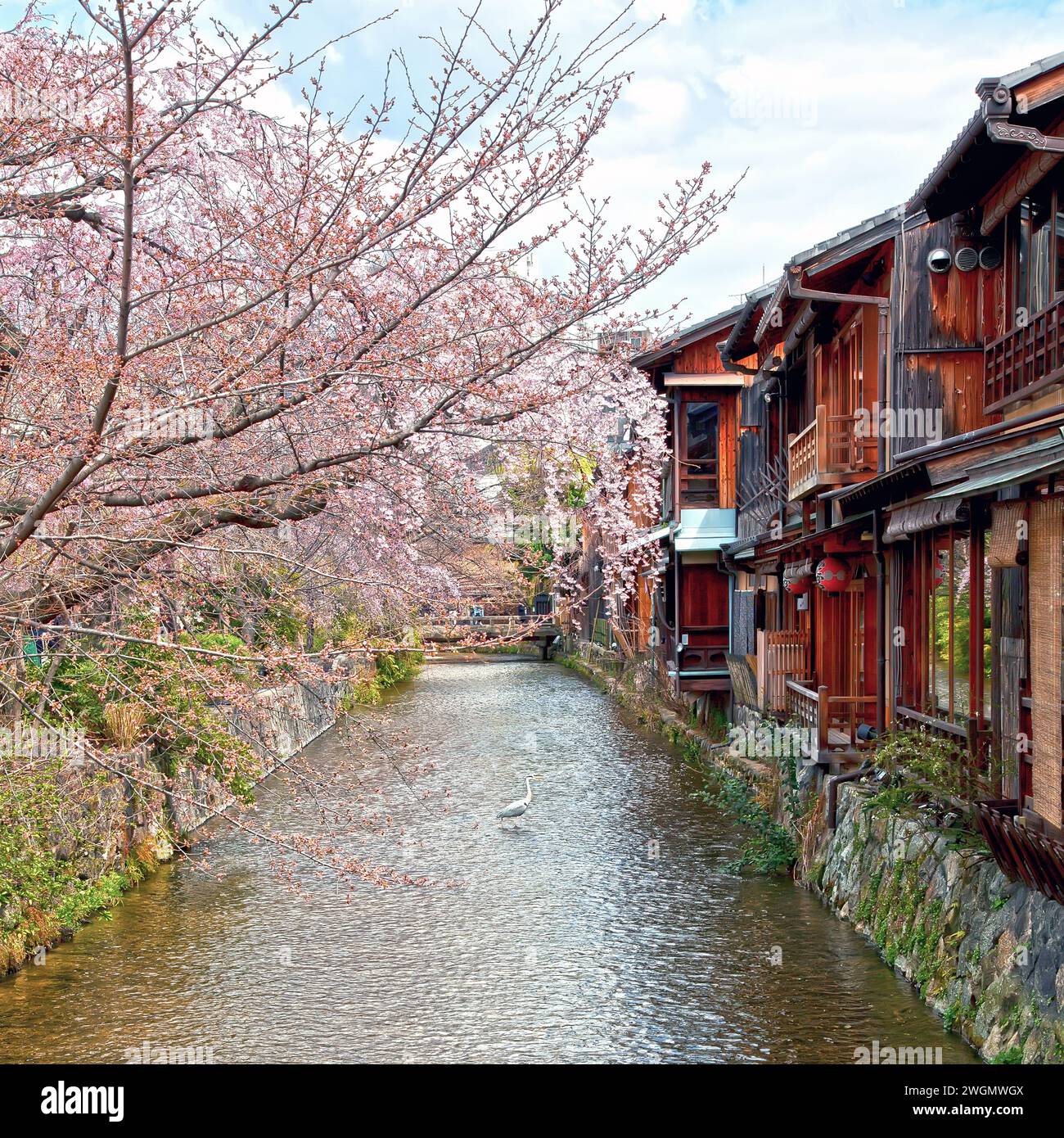 Sakara Cherry Blossom overlooking a small river in Gion, Kyoto Japan ...