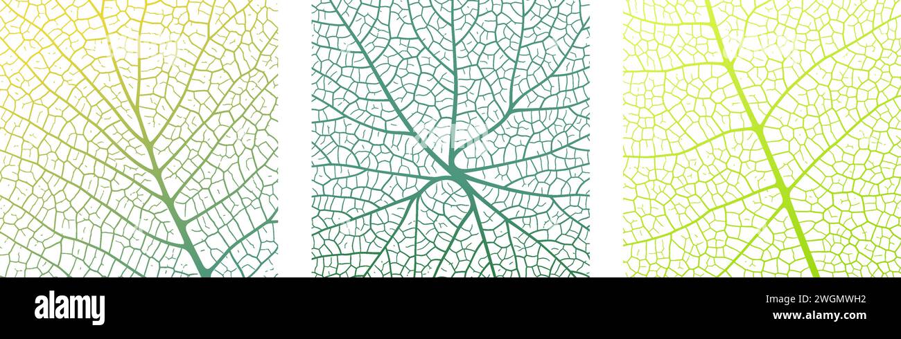 Leaf vein texture abstract background with close up plant leaf cells ...