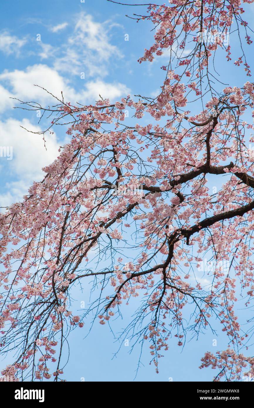Cherry merchant hi-res stock photography and images - Alamy