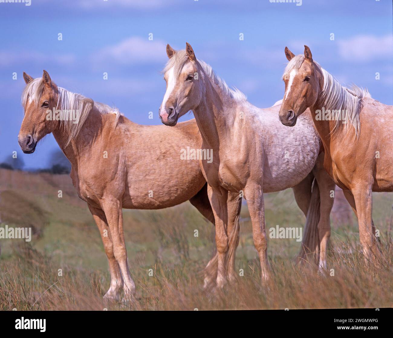 Normans france hi-res stock photography and images - Alamy