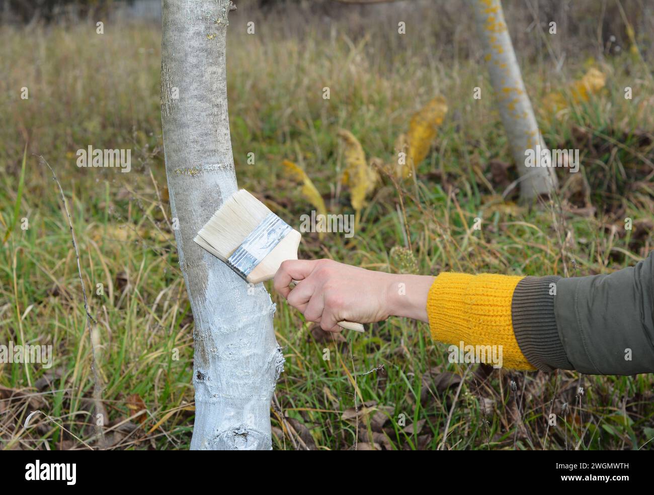 Close up on whitewashing walnut tree trunk to protect from sun scald ...