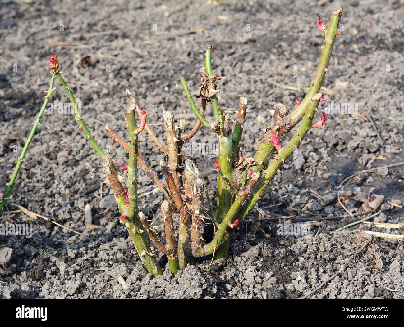 Rose bush spring hi-res stock photography and images - Alamy