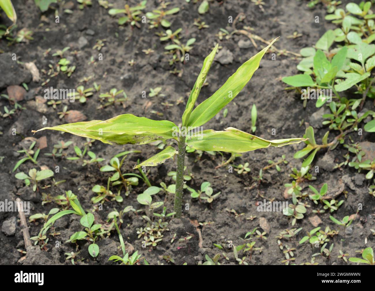 Plant and Grow Ginger, root ginger (Zingiber officinale) in home garden ...