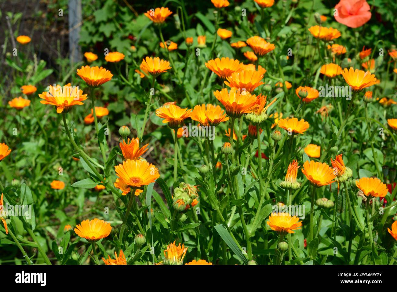 Pot marigold are excellent flowers for bees and pollinators. Calendula ...