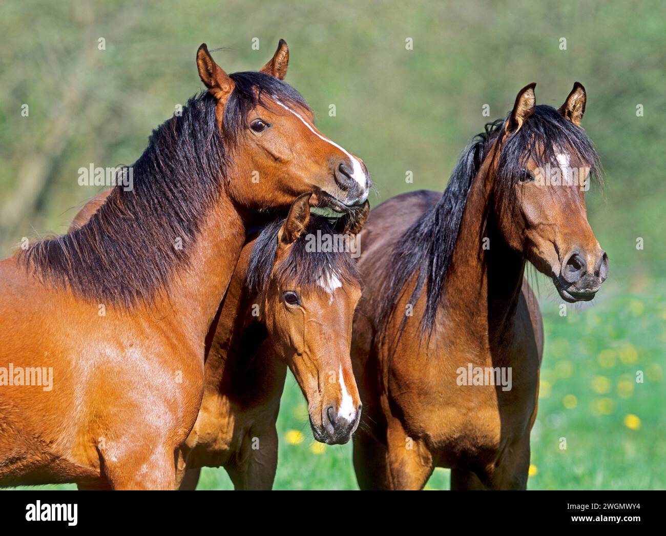 Three young purebred Arabian horses, close together. Germany Stock ...