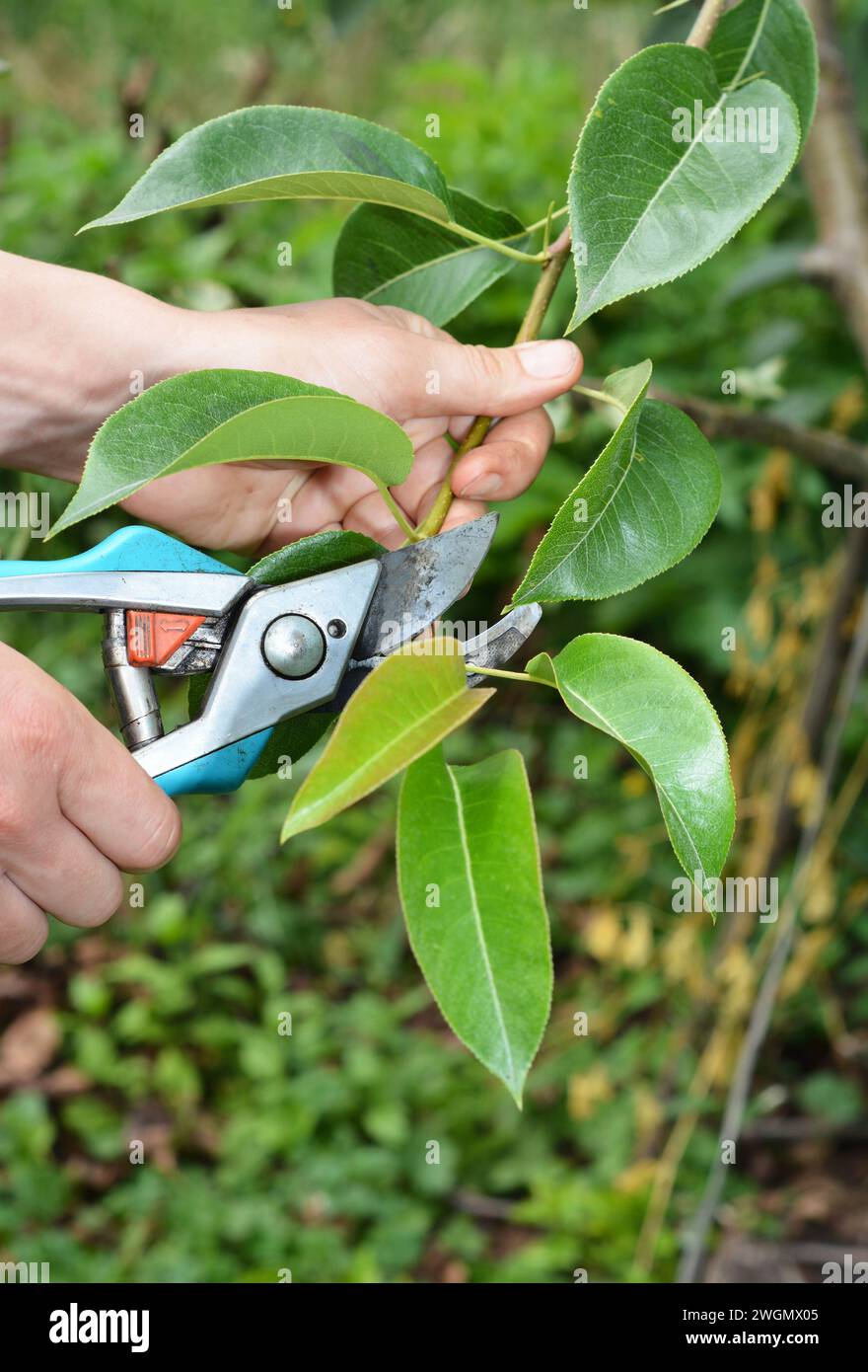 Pruning pear tree branch in summer Stock Photo - Alamy