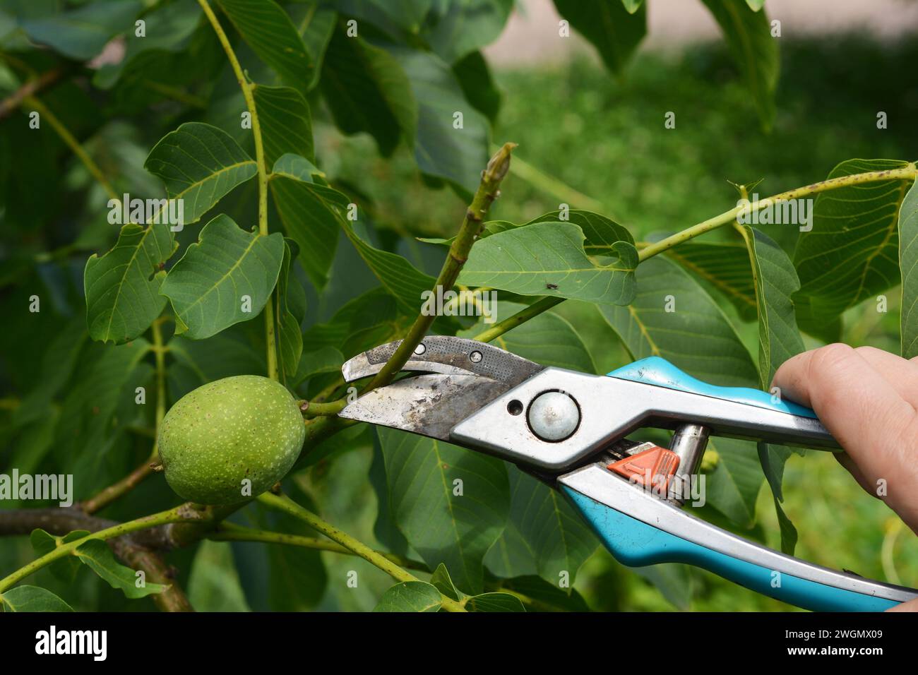 Walnut pruning hi-res stock photography and images - Alamy