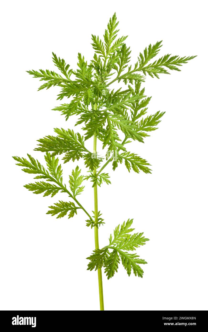 Artemisia annua plant isolated on white background Stock Photo - Alamy