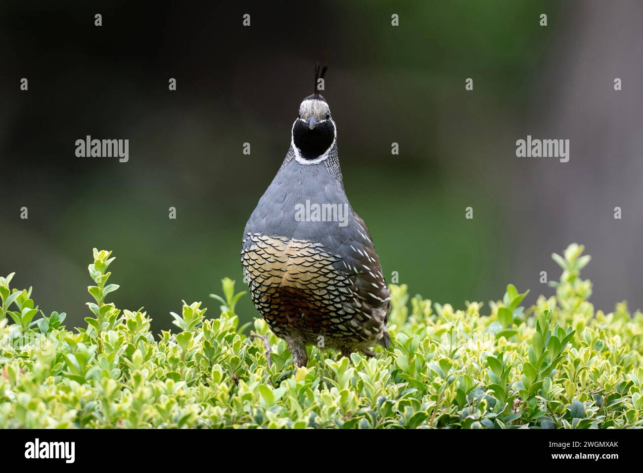 Male California Quail, Callipepla californica, Nelson, South Island ...