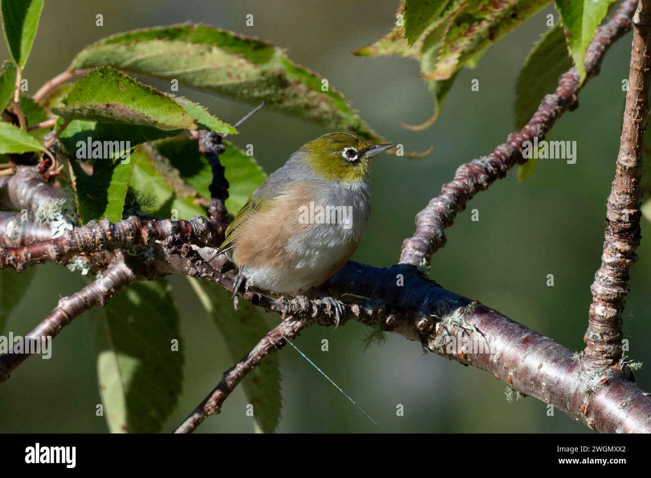 Tauhou zosterops lateralis hi-res stock photography and images - Alamy