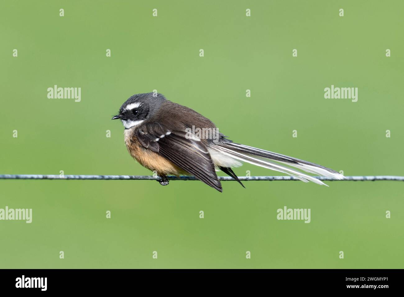 New Zealand Fantail, Rhipidura fuliginosa, Nelson, South Island, New Zealand Stock Photo - Alamy