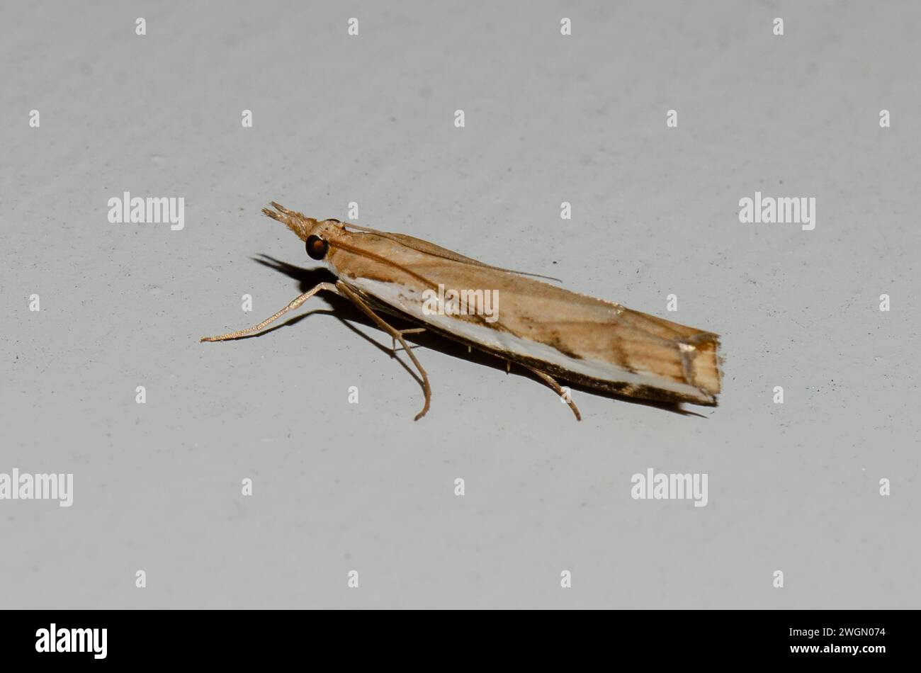 New zealand moth hi-res stock photography and images - Alamy