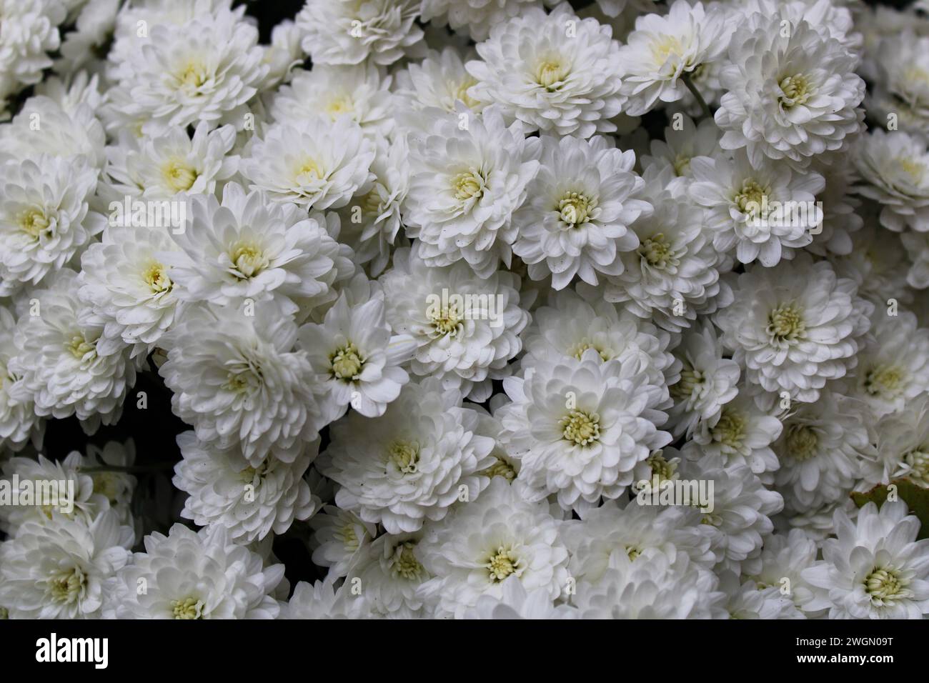 Blossom chrysantemums hi-res stock photography and images - Alamy