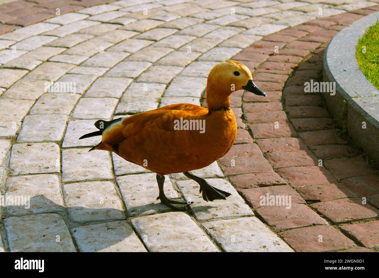 Small brown duck walks at stone road at city park. Waterfowl has ...