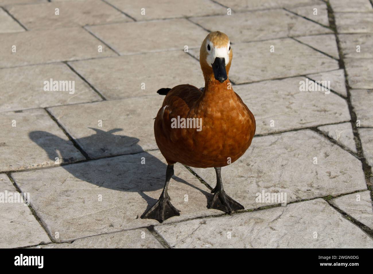Small brave duck stands at the pavement. Fowl has bright brown feathers ...