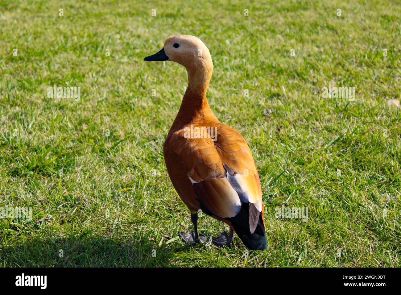 Single brown duck shows his back and looks around. Waterfowl has ...