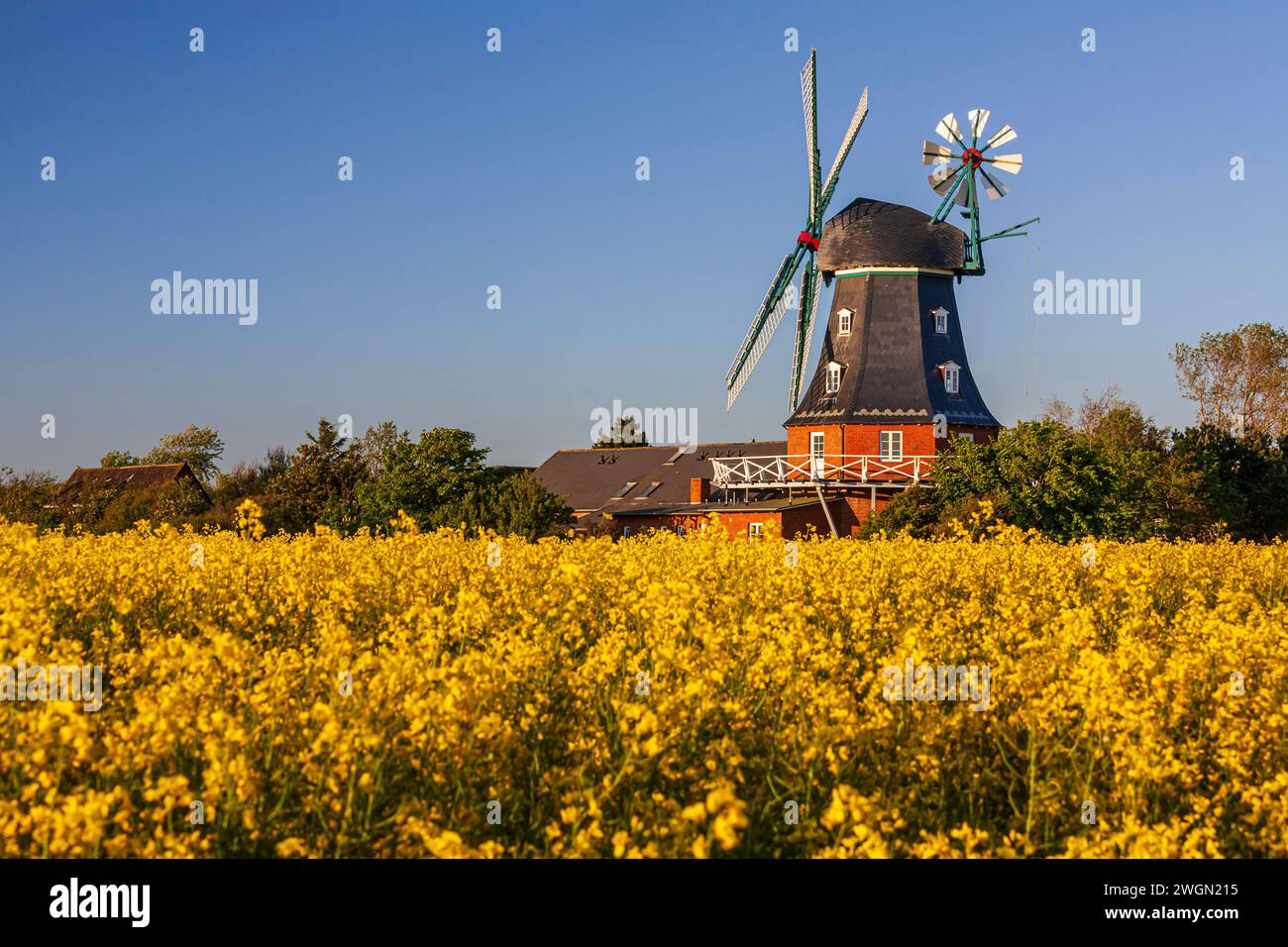 Windmill with rapeseed field, summer, Oldsum, Föhr, Schleswig-Holstein ...