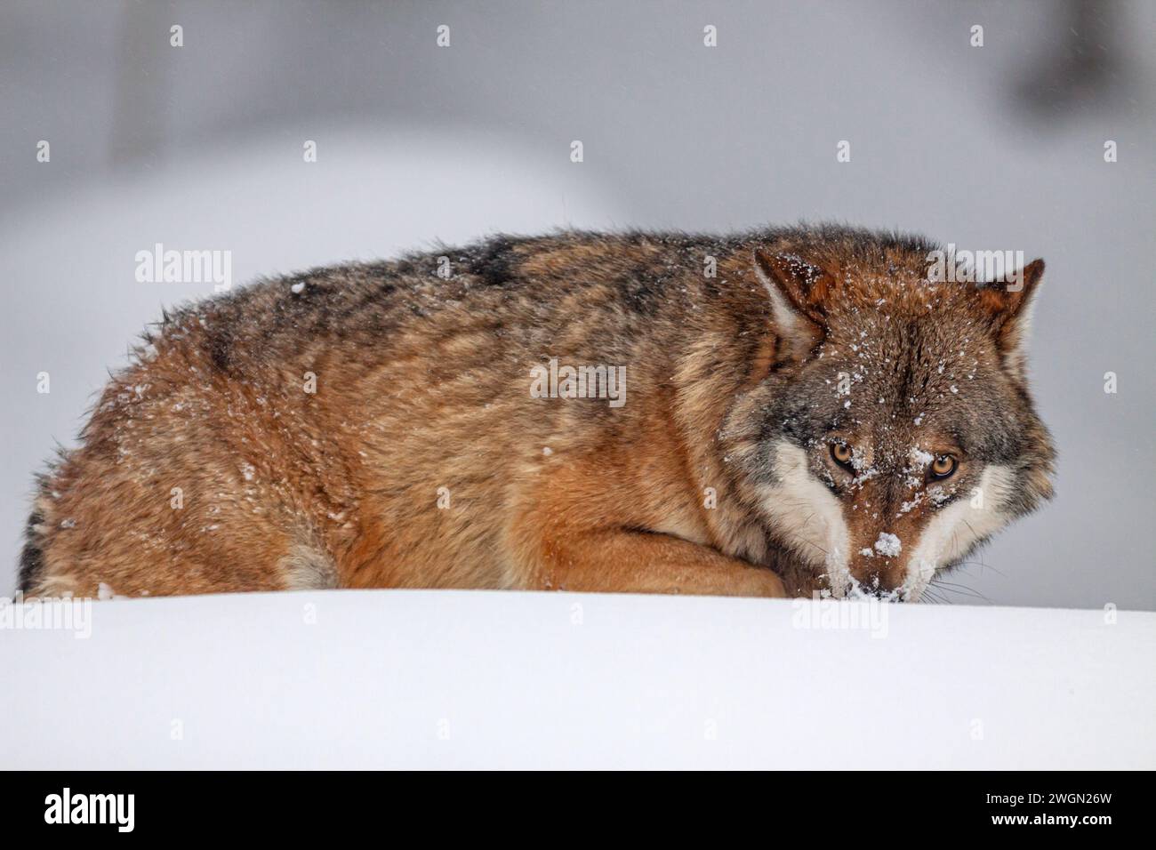 Europe wolf hi-res stock photography and images - Alamy