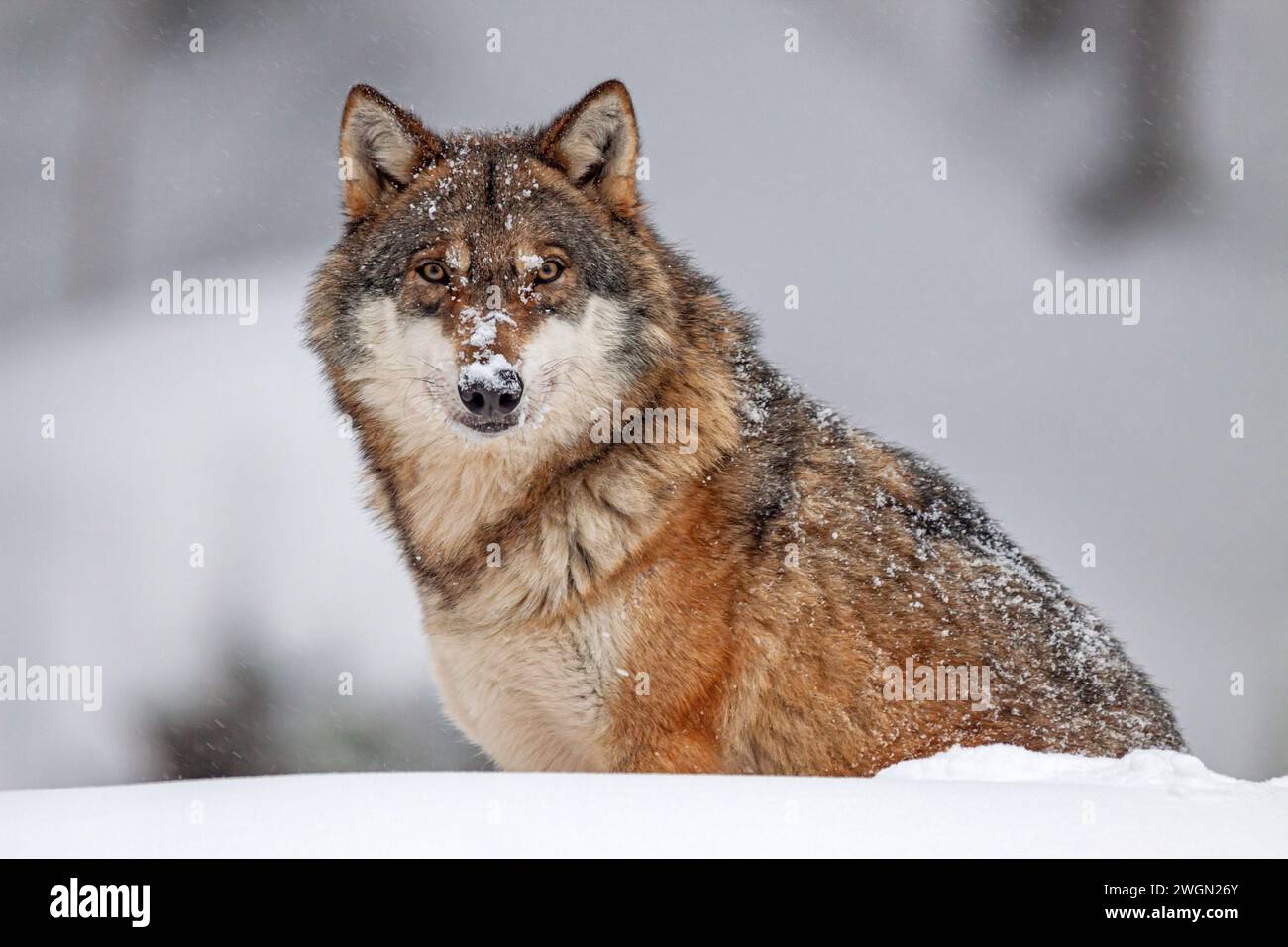 Europe wolf hi-res stock photography and images - Alamy