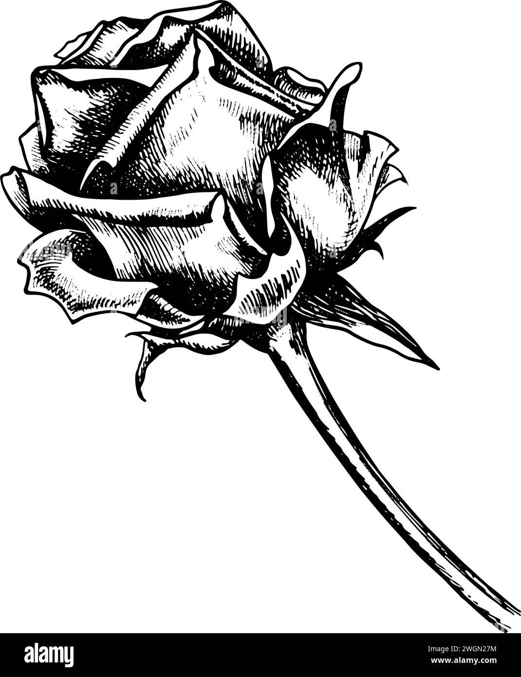 Blooming rose, graphic vector black and white illustration. A design ...