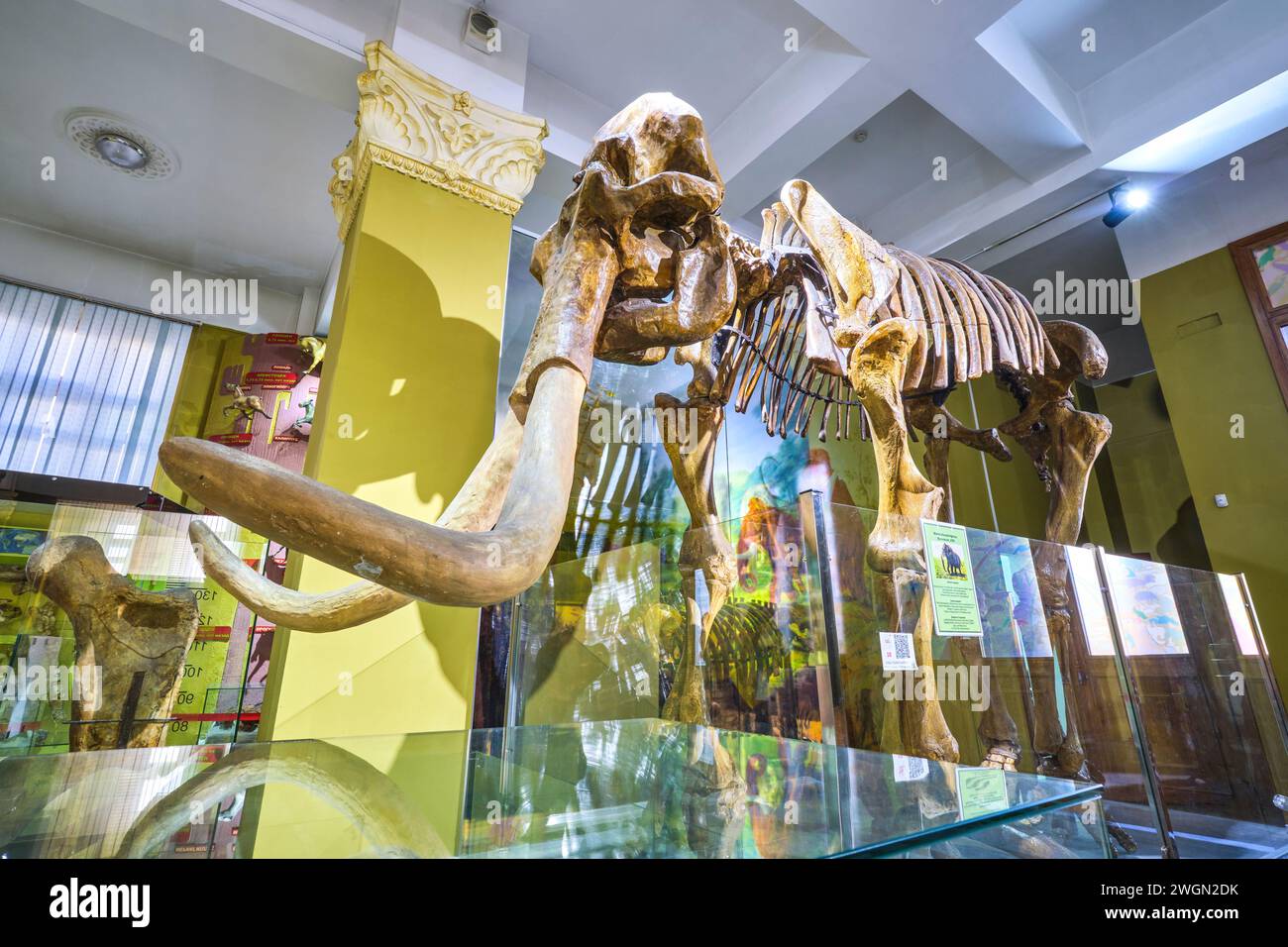 A woolly mammoth bone skeleton on display. At the Nature Museum in ...