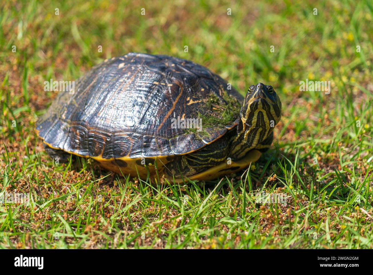 A Cute Turtle in the Grass at Atalaya Castle Stock Photo - Alamy
