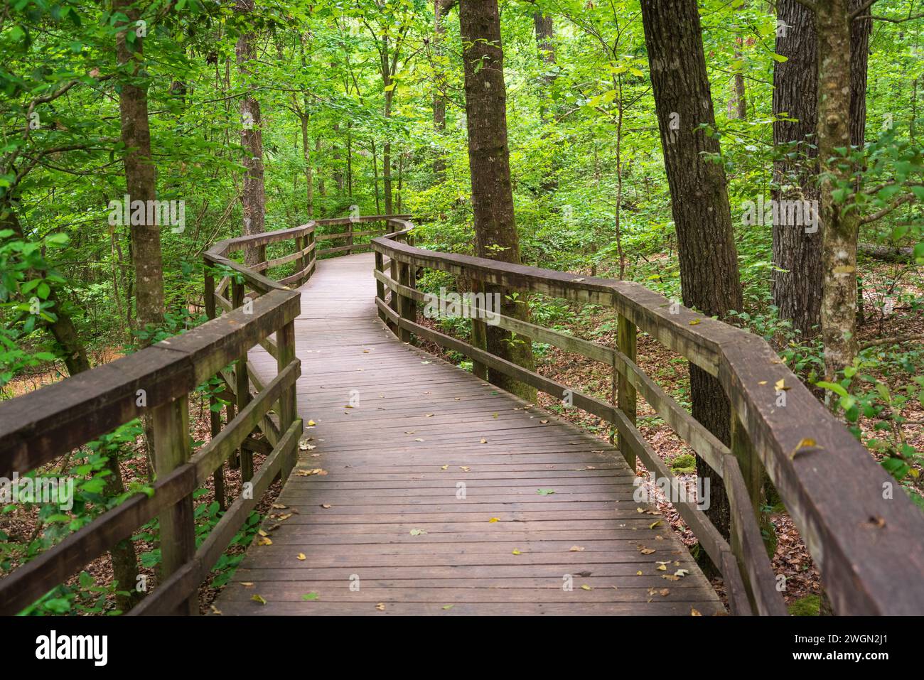 Boardwalk Trail at Congaree National Park in central South Carolina ...