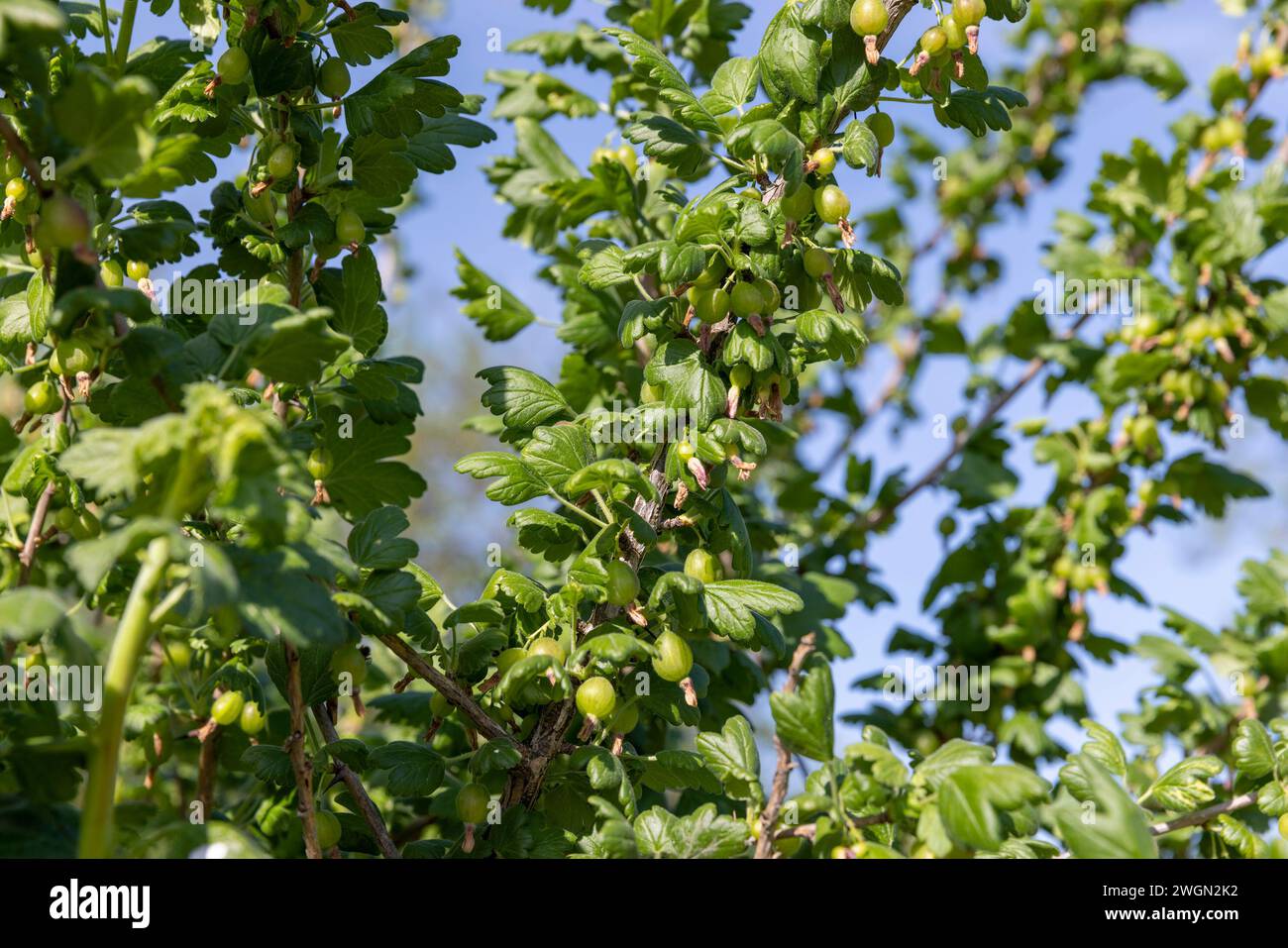 green berries on gooseberry bushes against a blue sky background, green ...