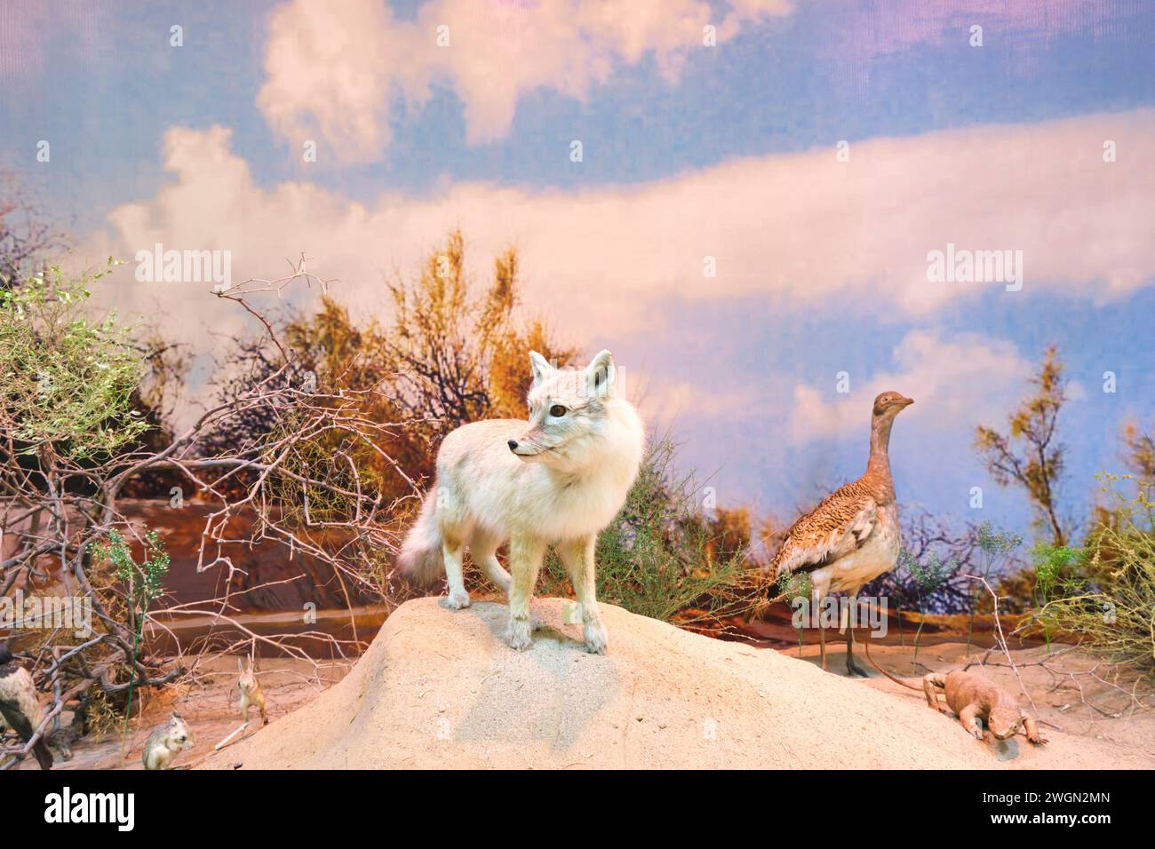 A diorama display of a white fox and a lizard, pheasant in a desert ...