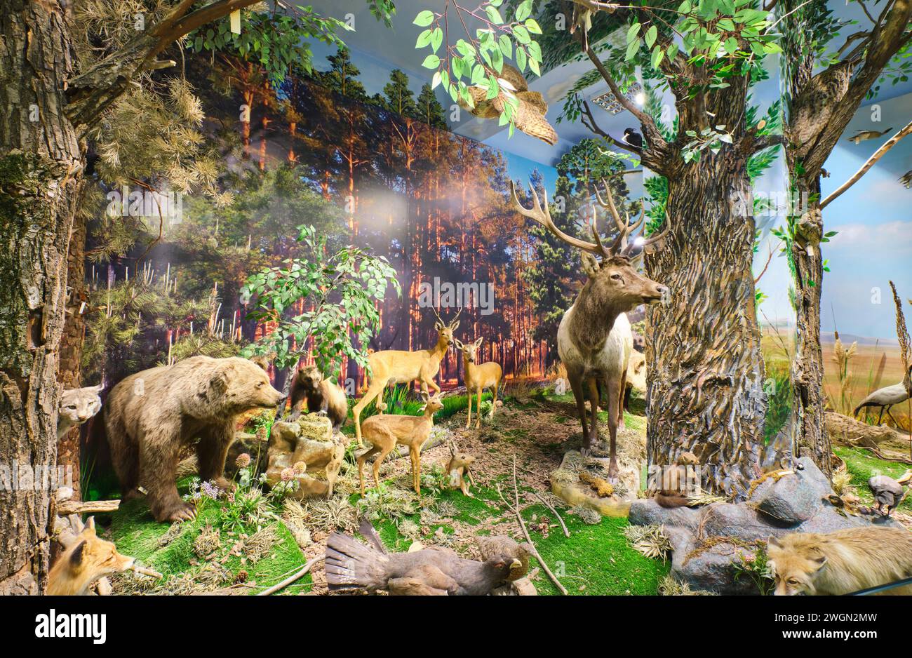 A diorama display of a brown, grizzly bear and elk, deer in a forest ...