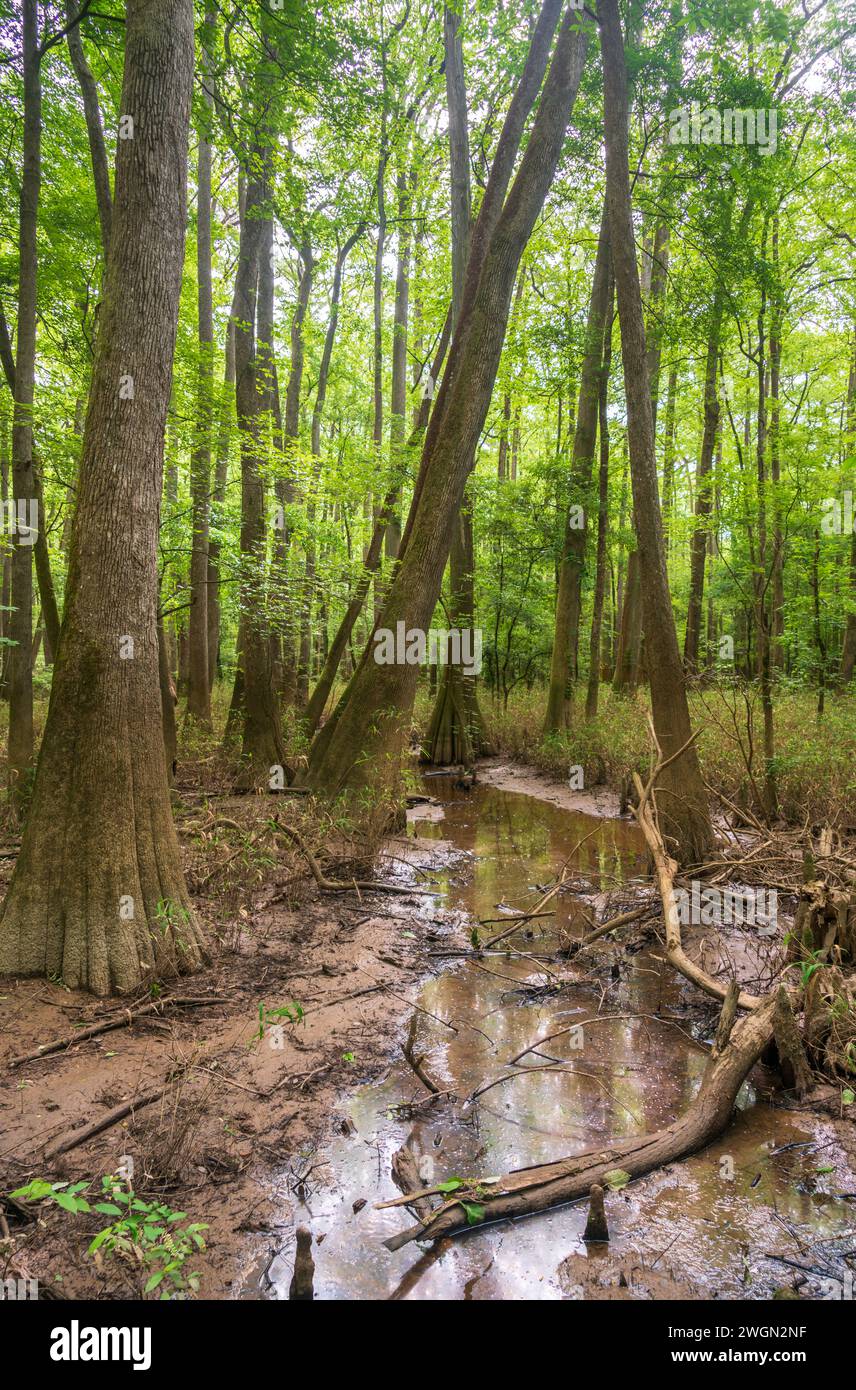 The Forest Floor at Congaree National Park in central South Carolina ...