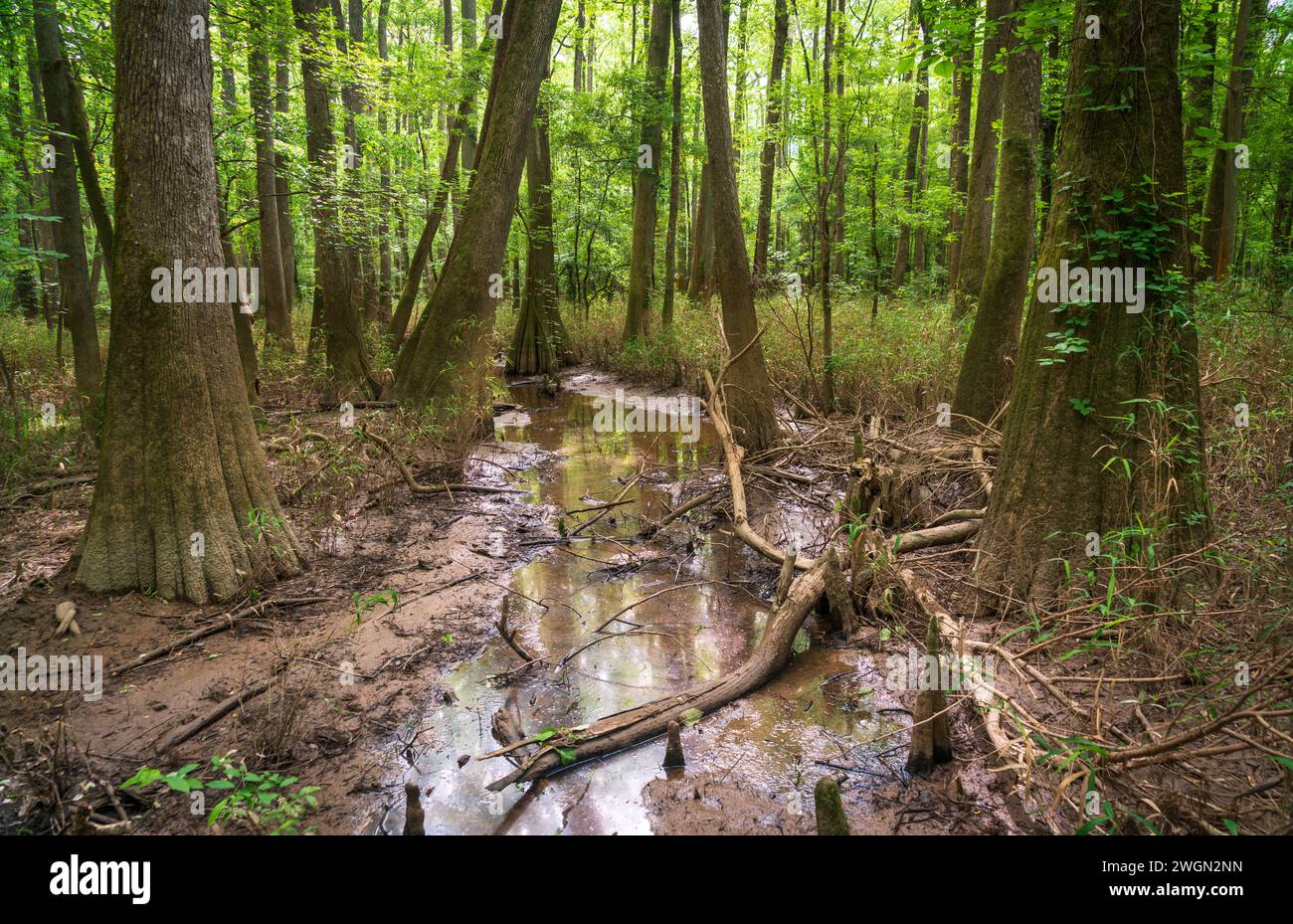 Congaree National Park in central South Carolina, USA Stock Photo - Alamy