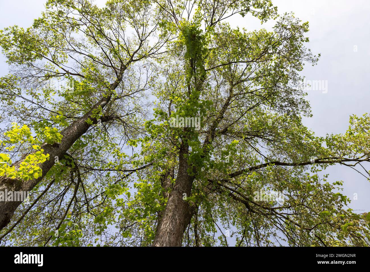 different types of trees in the park in the summer against the blue sky ...