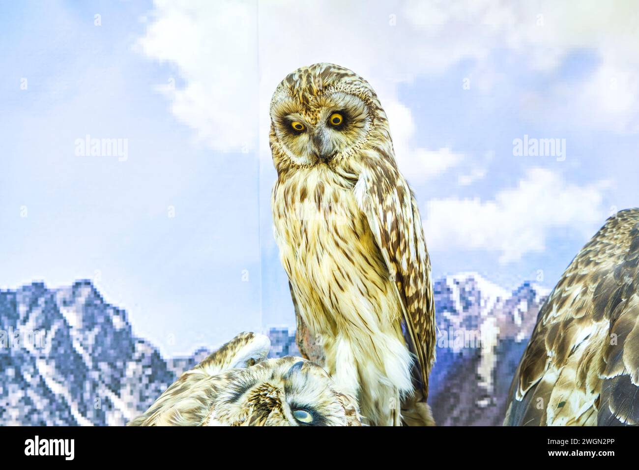 A diorama display of a white owl in snowy mountains. An example of ...