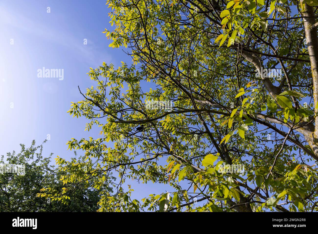 the first beautiful walnut foliage in close-up against a blue sky ...