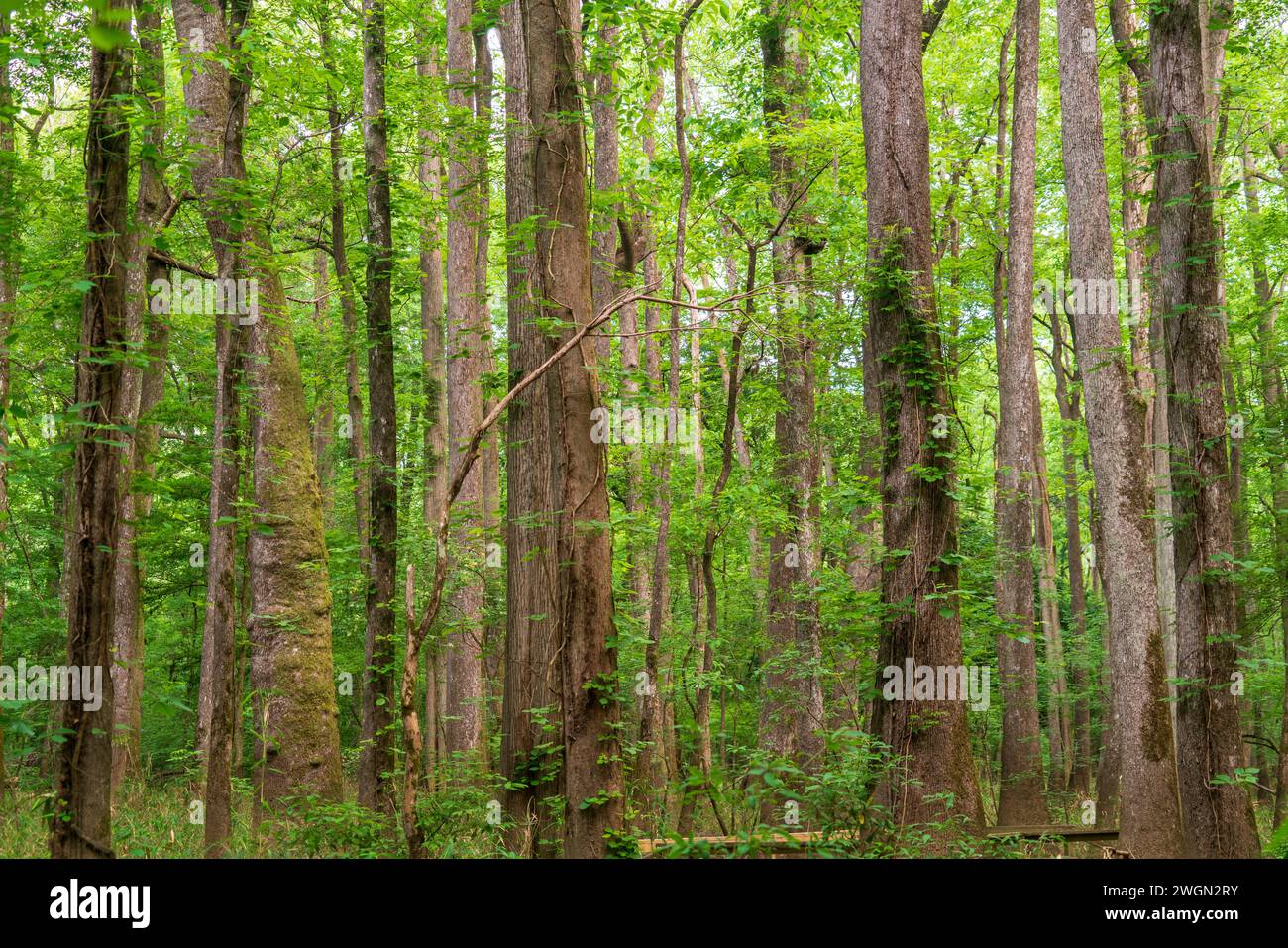The Forest Floor at Congaree National Park in central South Carolina ...