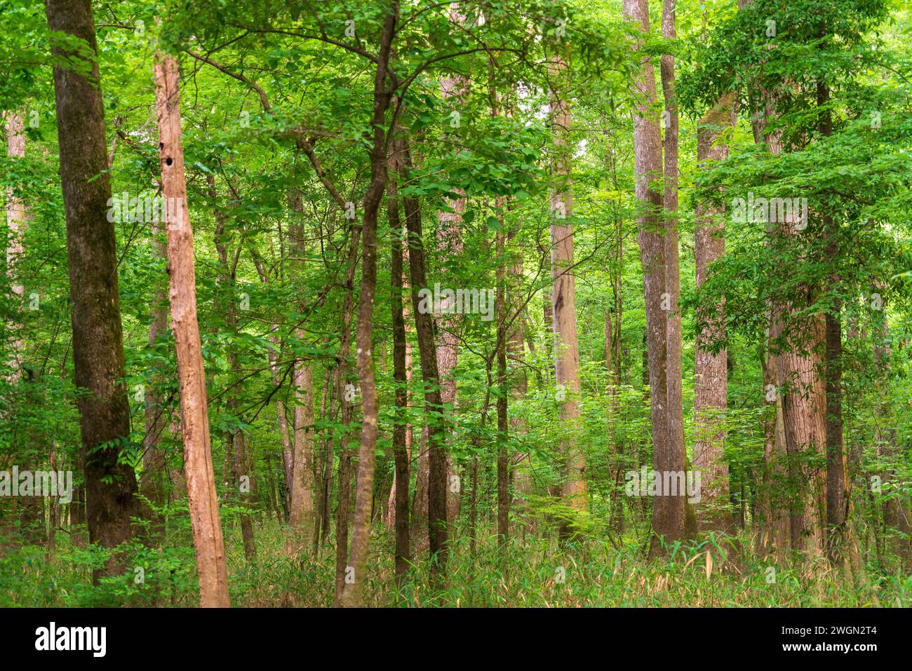 The Forest Floor at Congaree National Park in central South Carolina ...