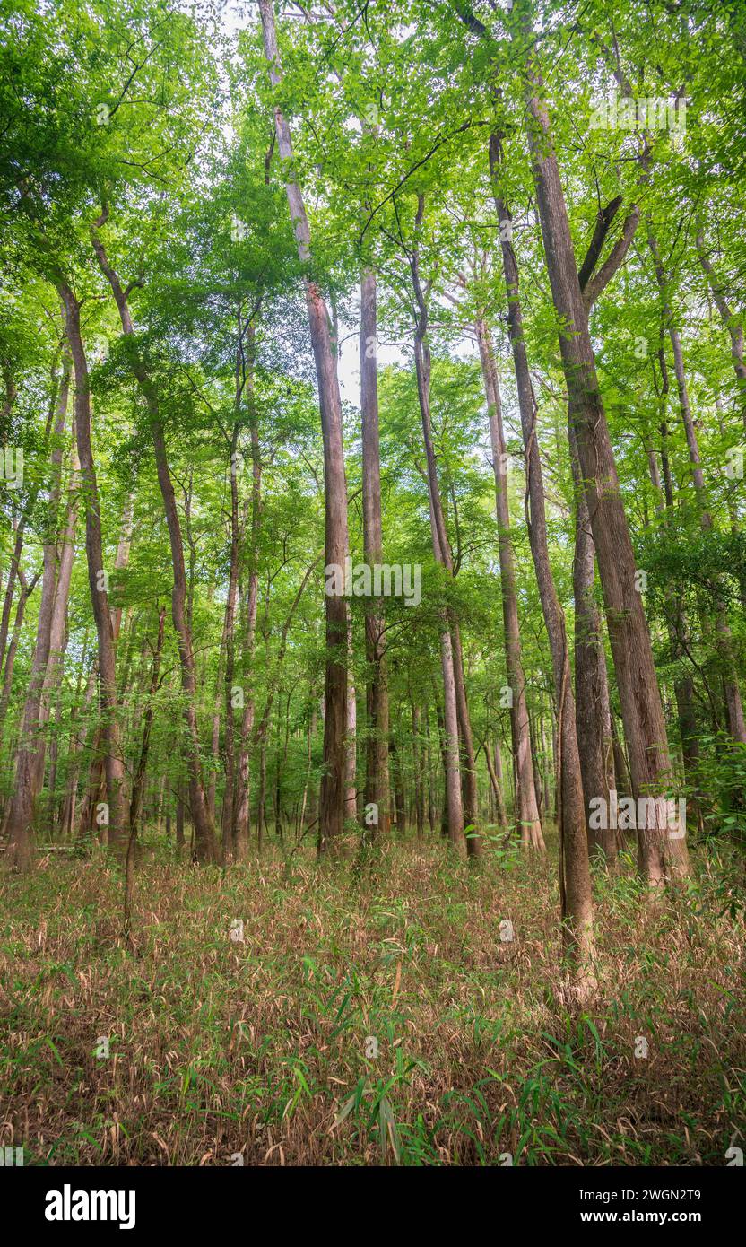 The Forest Floor at Congaree National Park in central South Carolina ...