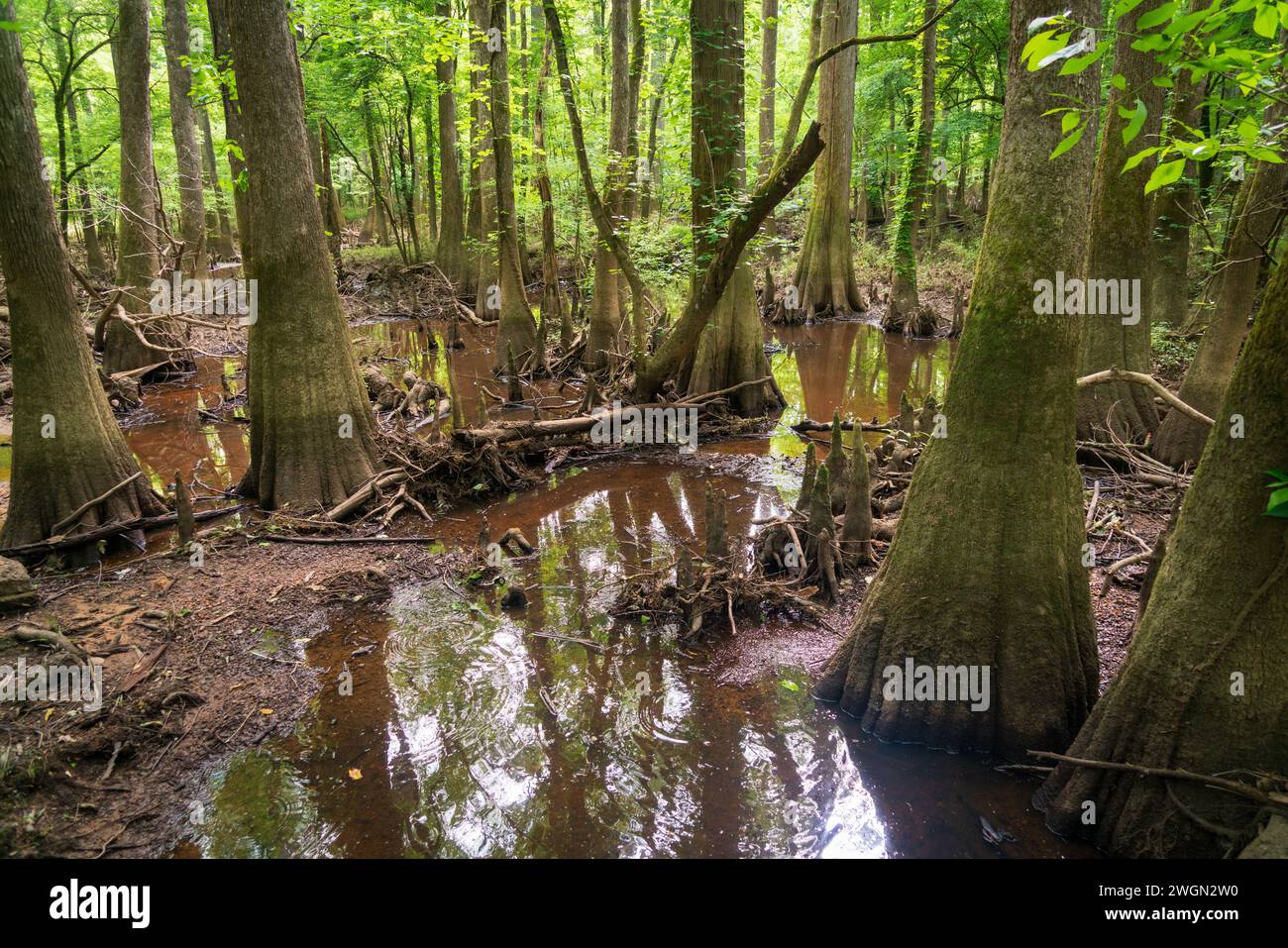 Congaree national park attractions hi-res stock photography and images ...