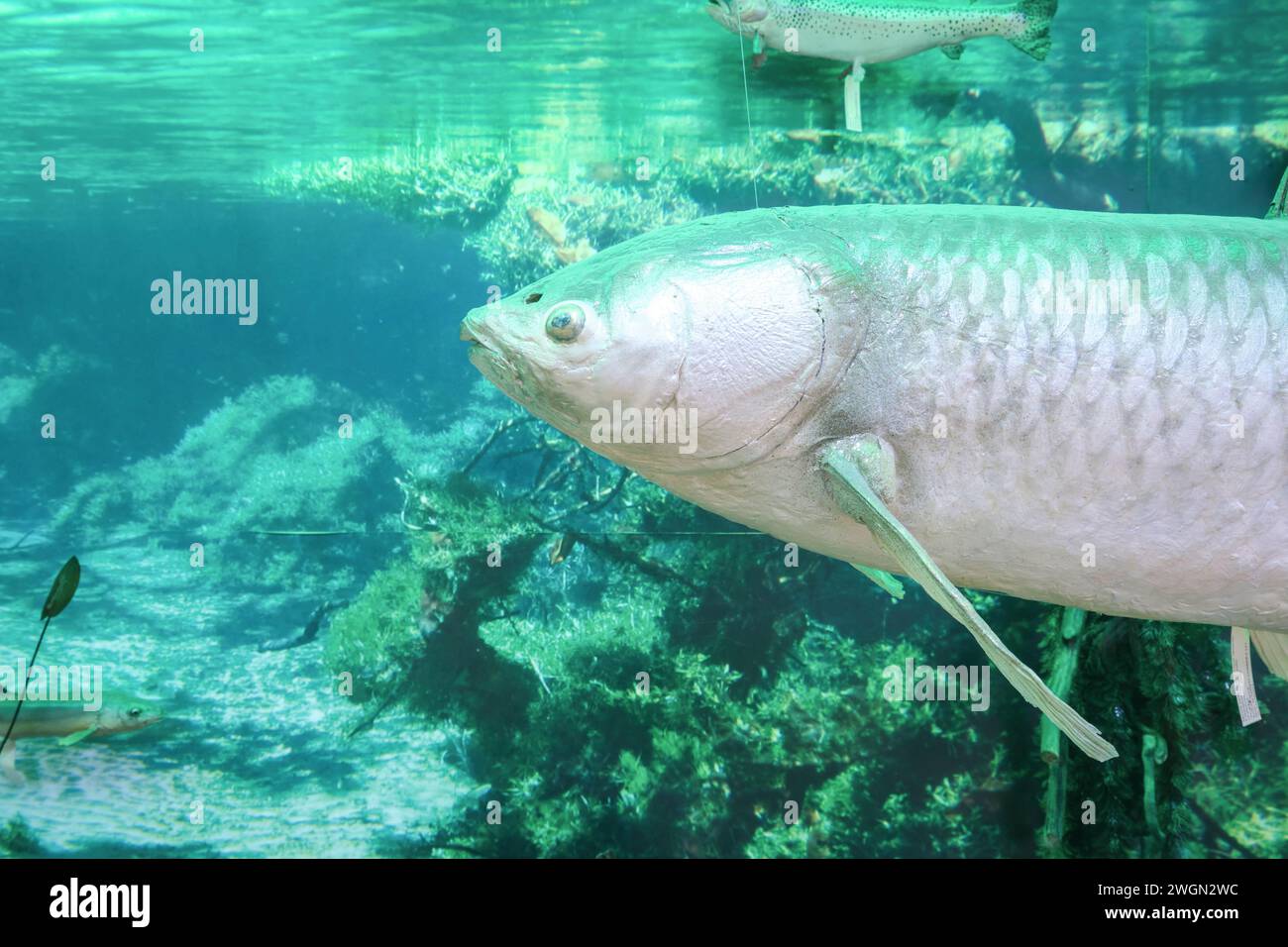 A diorama display of a silver fish underwater. An example of animal ...