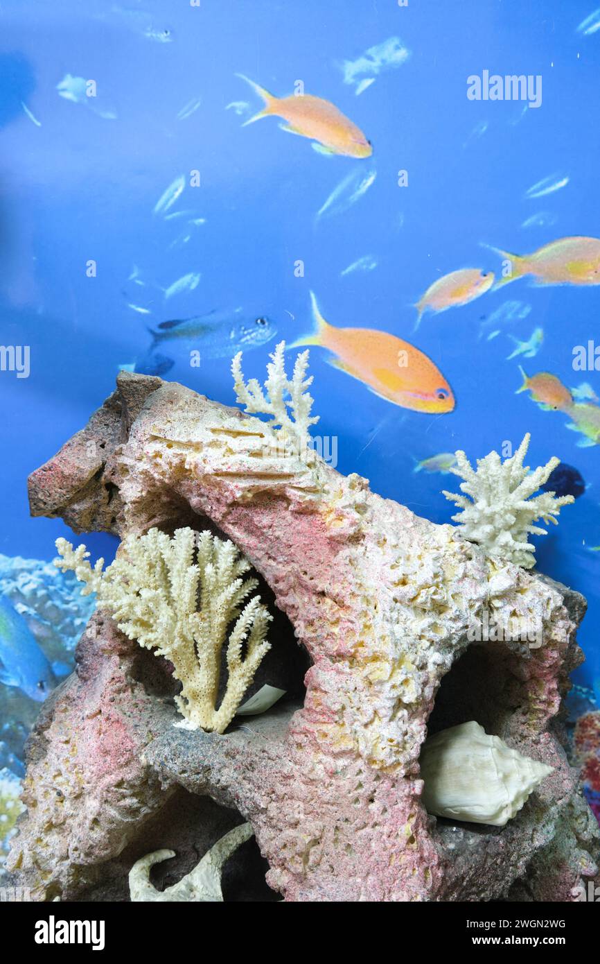 A diorama display of an underwater coral reef with fish. An example of ...