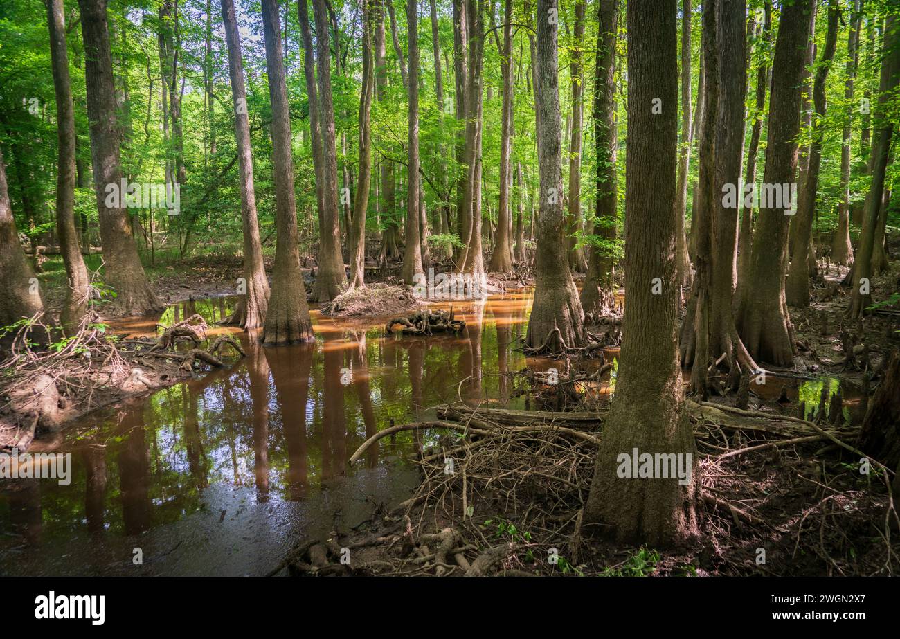 The Forest Floor at Congaree National Park in central South Carolina ...