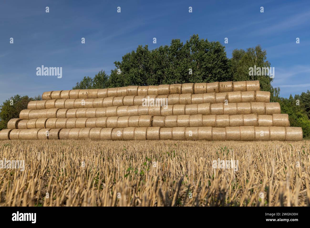 wheat straw collected in stacks after grain harvest, yellow straw from ...