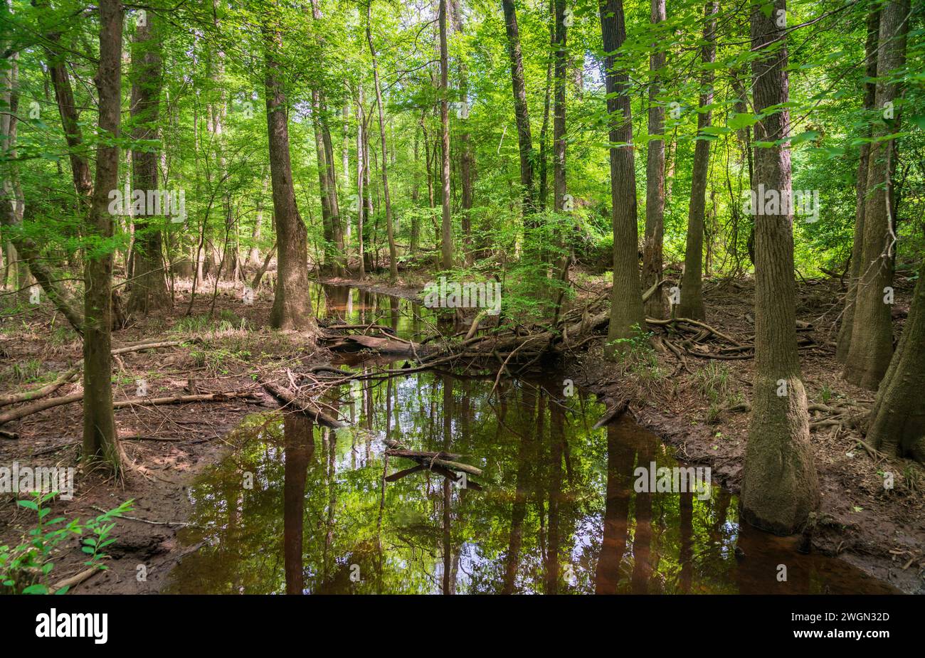 The Forest Floor at Congaree National Park in central South Carolina ...